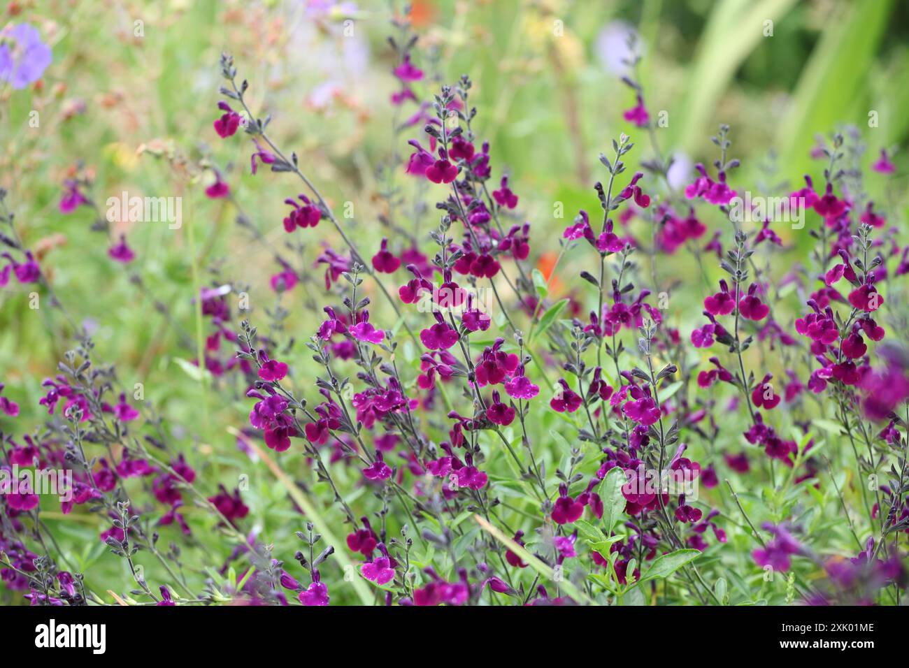 Deep purple Salvia sage ‘Nachtvlinder’ in flower Stock Photo - Alamy