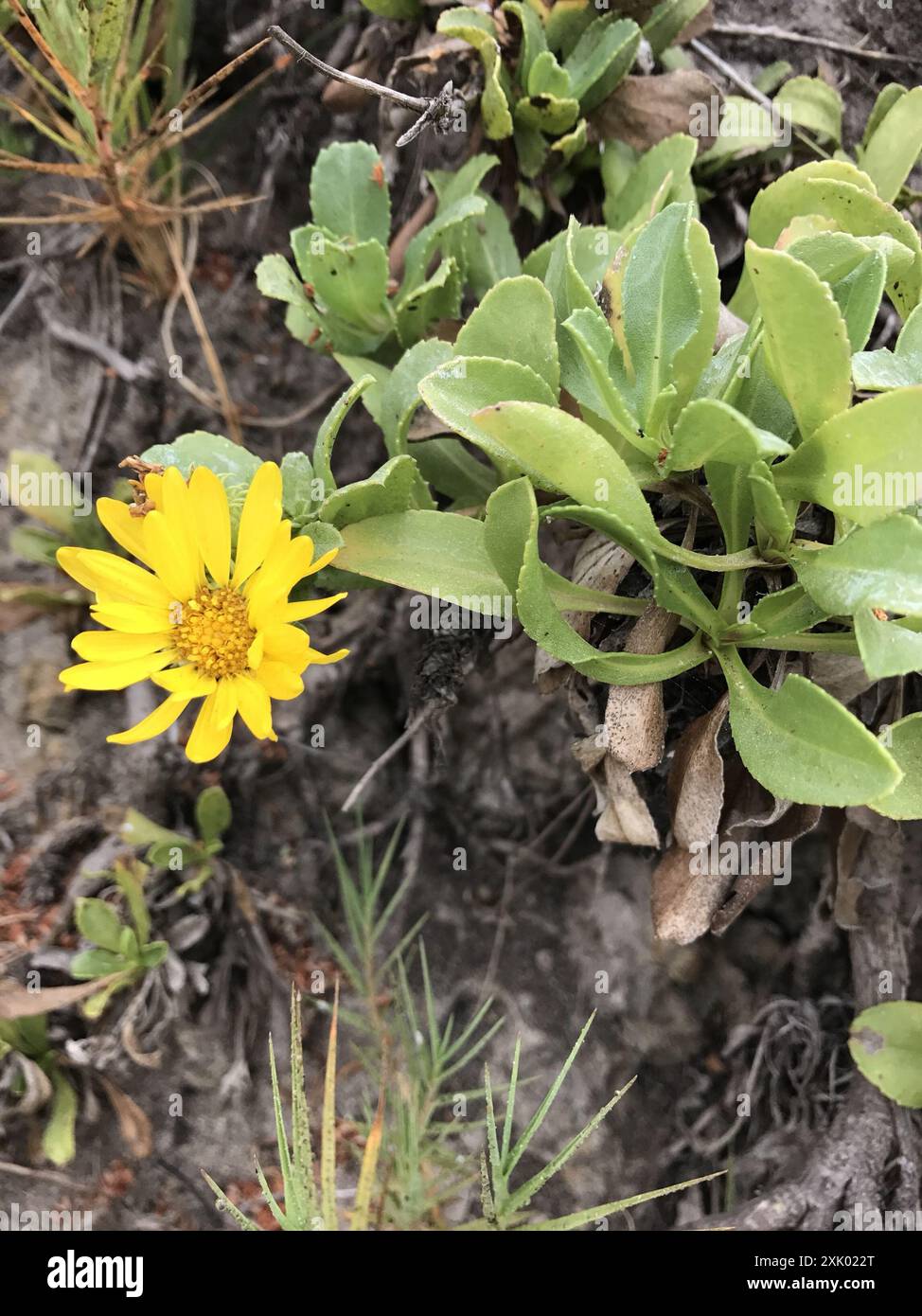 Oregon Gumplant (Grindelia stricta) Plantae Stock Photo - Alamy