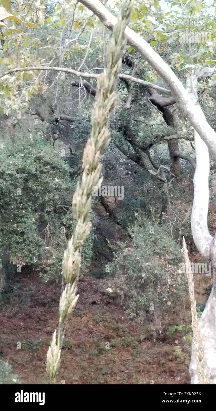 giant wild rye (Leymus condensatus) Plantae Stock Photo - Alamy