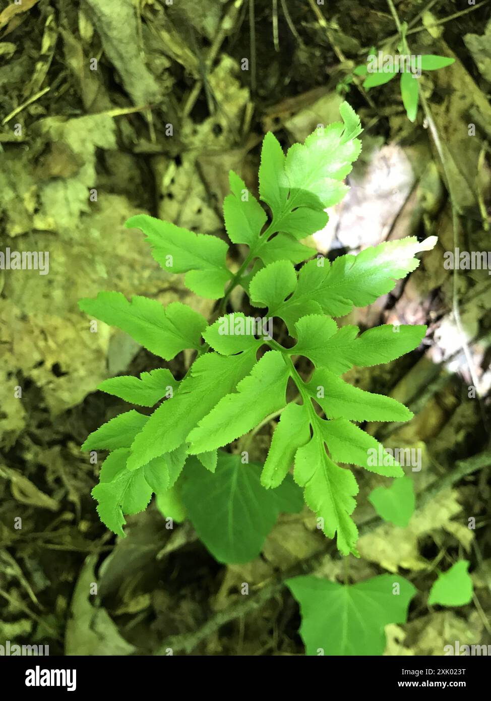 Cutleaf Grapefern (Sceptridium dissectum) Plantae Stock Photo - Alamy