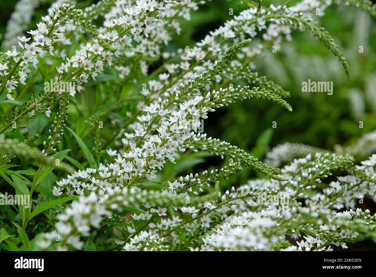 White Lysimachia clethroides, gooseneck loosestrife, in flower Stock ...