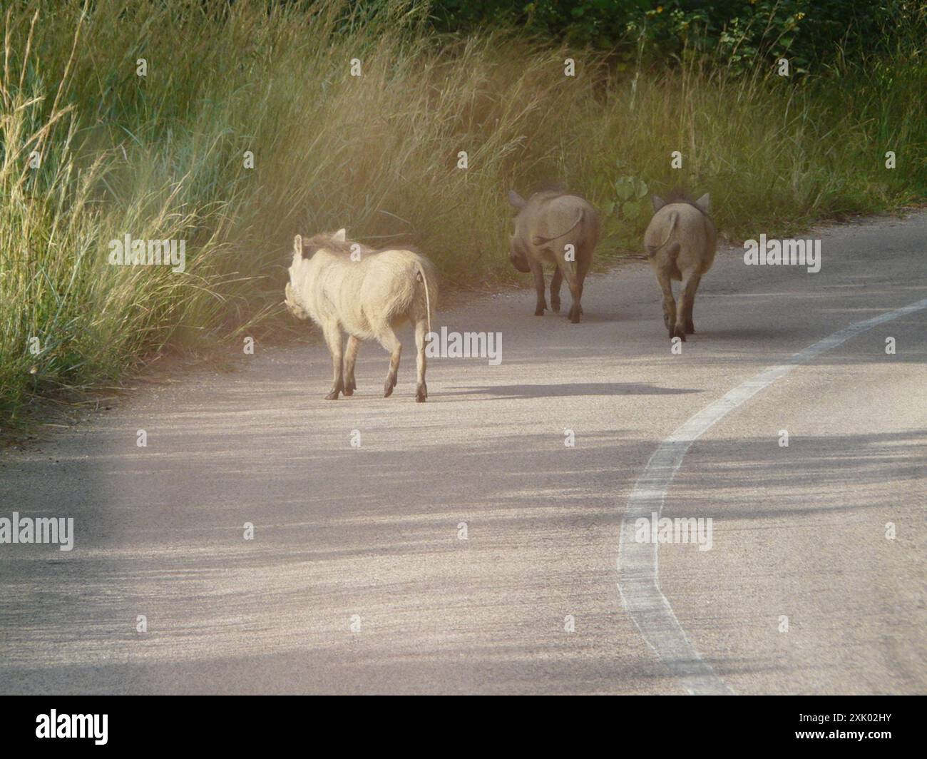 Southern Warthog (Phacochoerus africanus sundevallii) Mammalia Stock ...