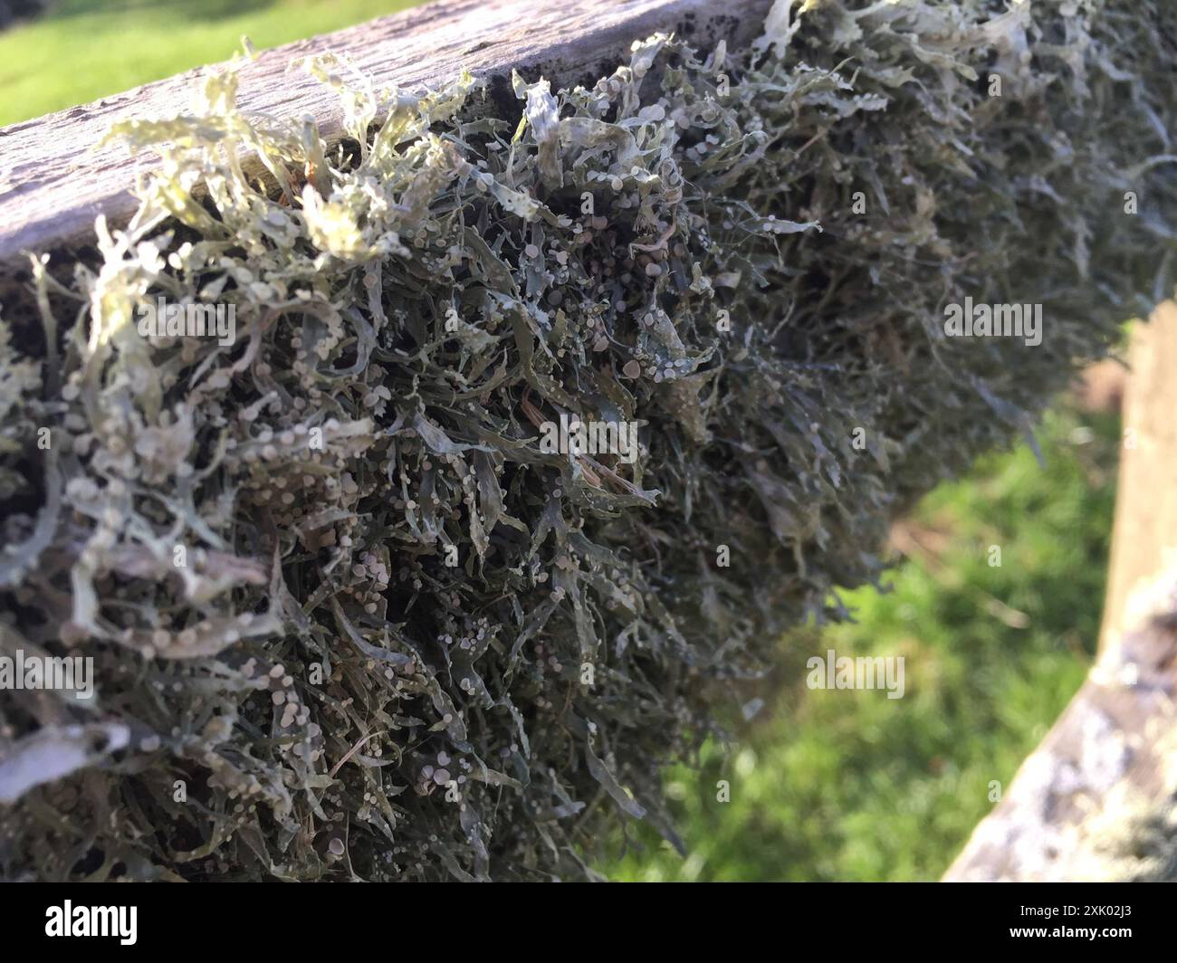 Cartilage lichen hi-res stock photography and images - Alamy