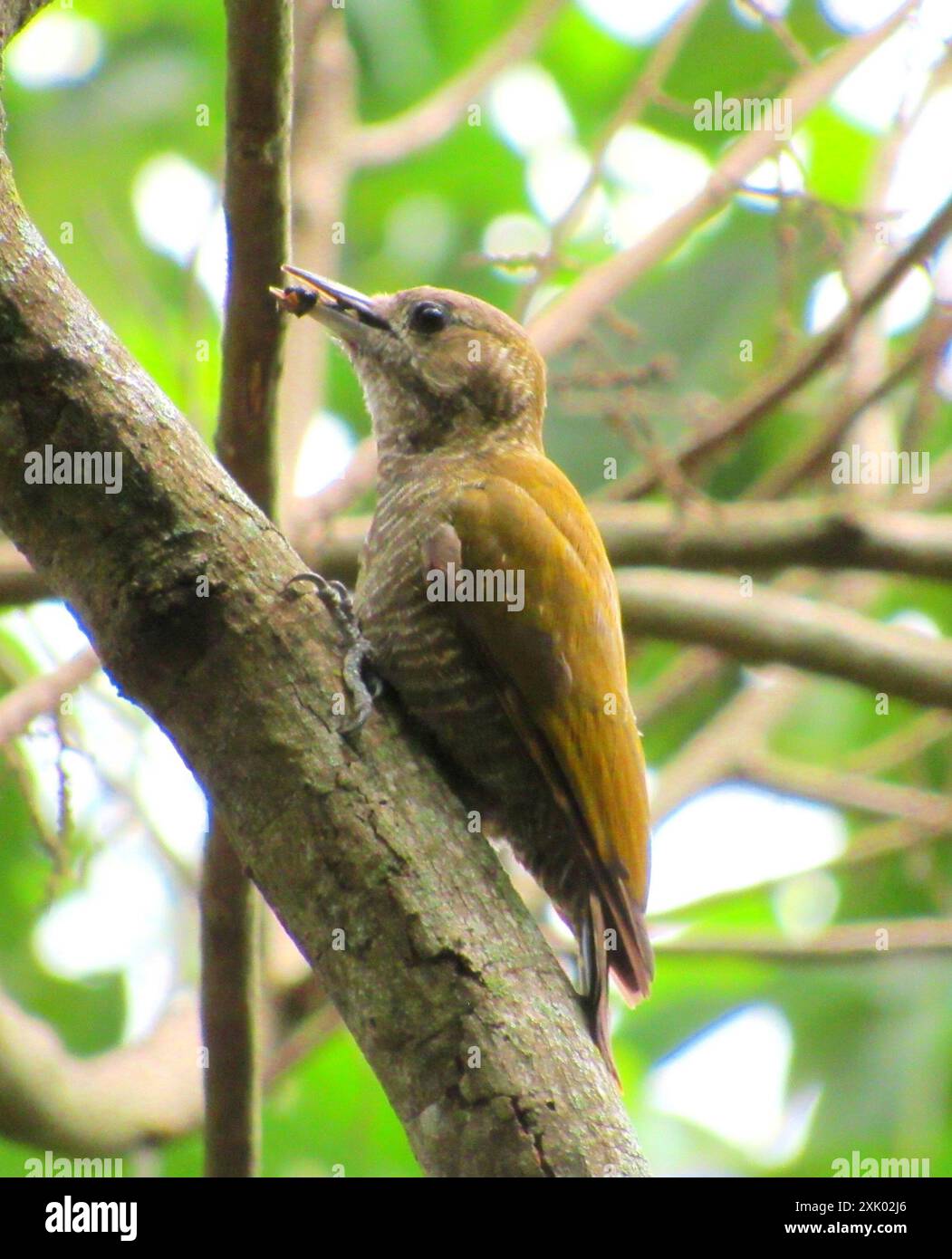 Dryobates passerinus hi-res stock photography and images - Alamy