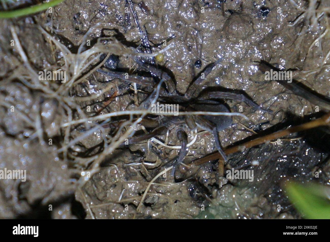 Wetland Giant Wolf Spider (Tigrosa helluo) Arachnida Stock Photo - Alamy