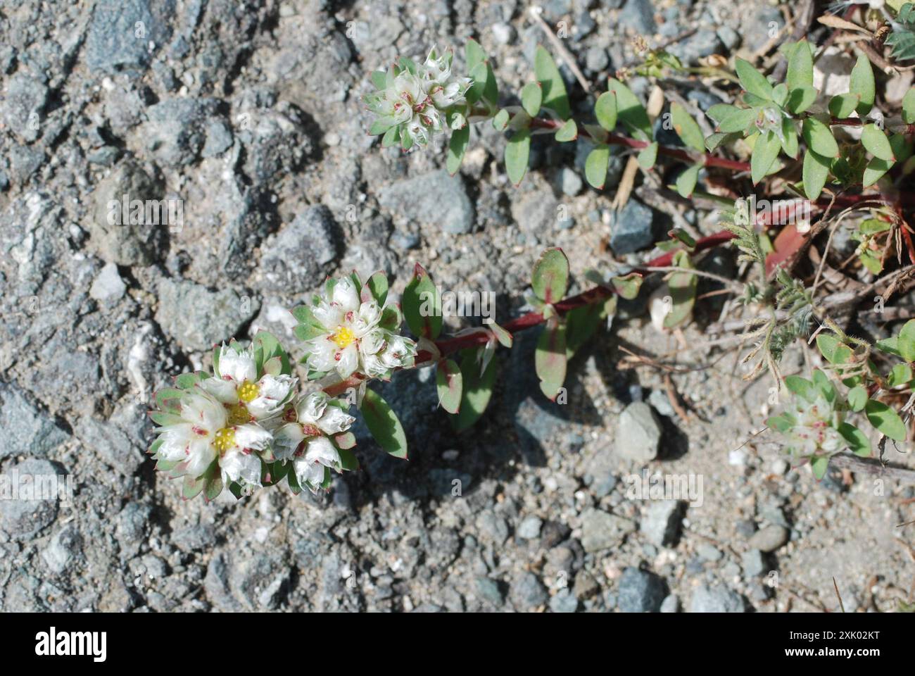 Algerian Tea (Paronychia argentea) Plantae Stock Photo - Alamy