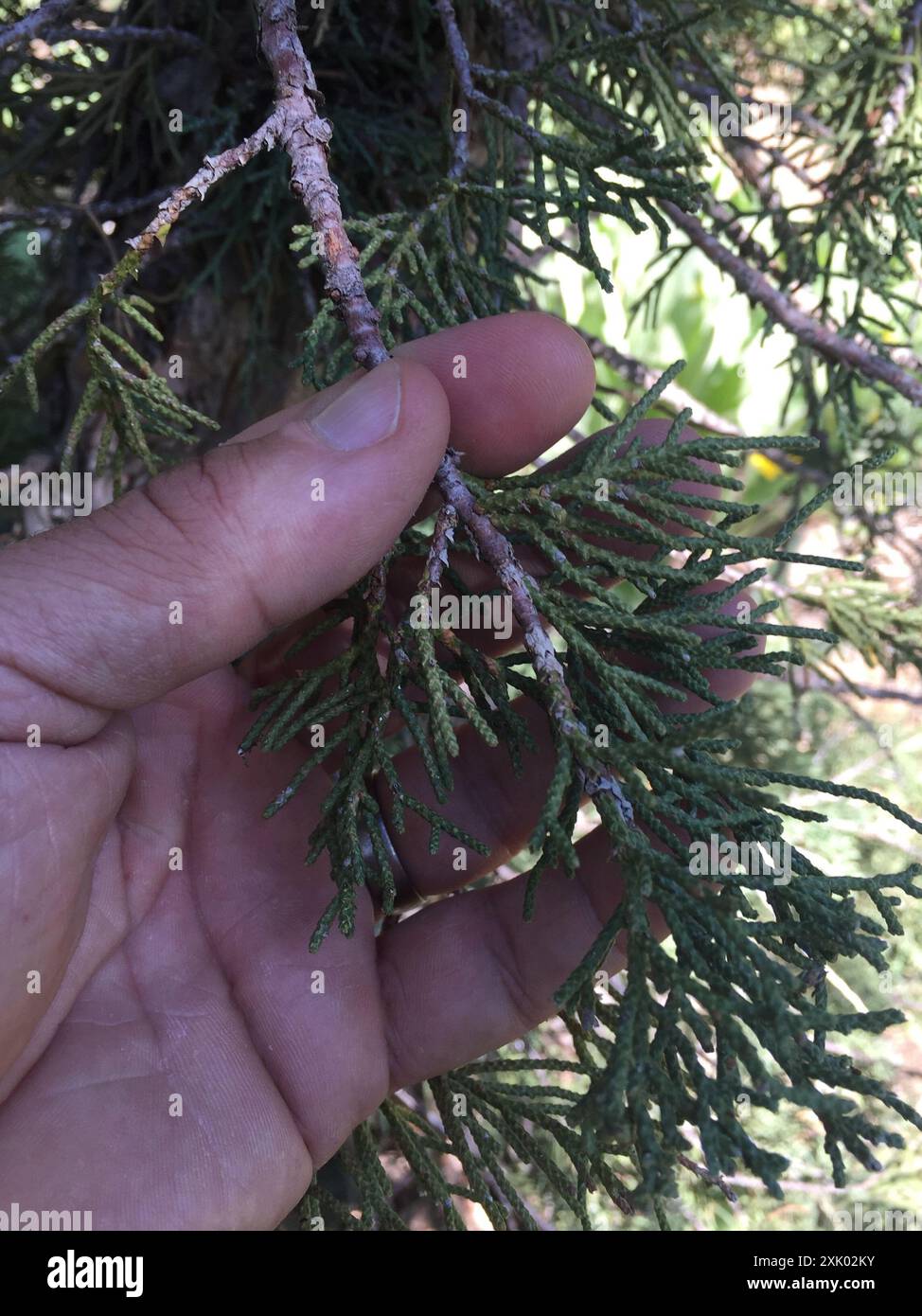 Sierra juniper (Juniperus grandis) Plantae Stock Photo - Alamy