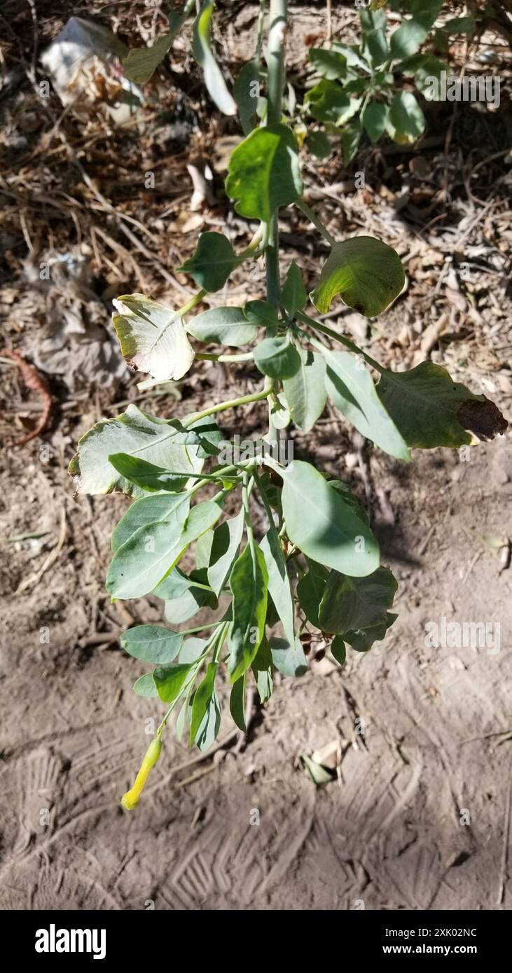 tree tobacco (Nicotiana glauca) Plantae Stock Photo - Alamy