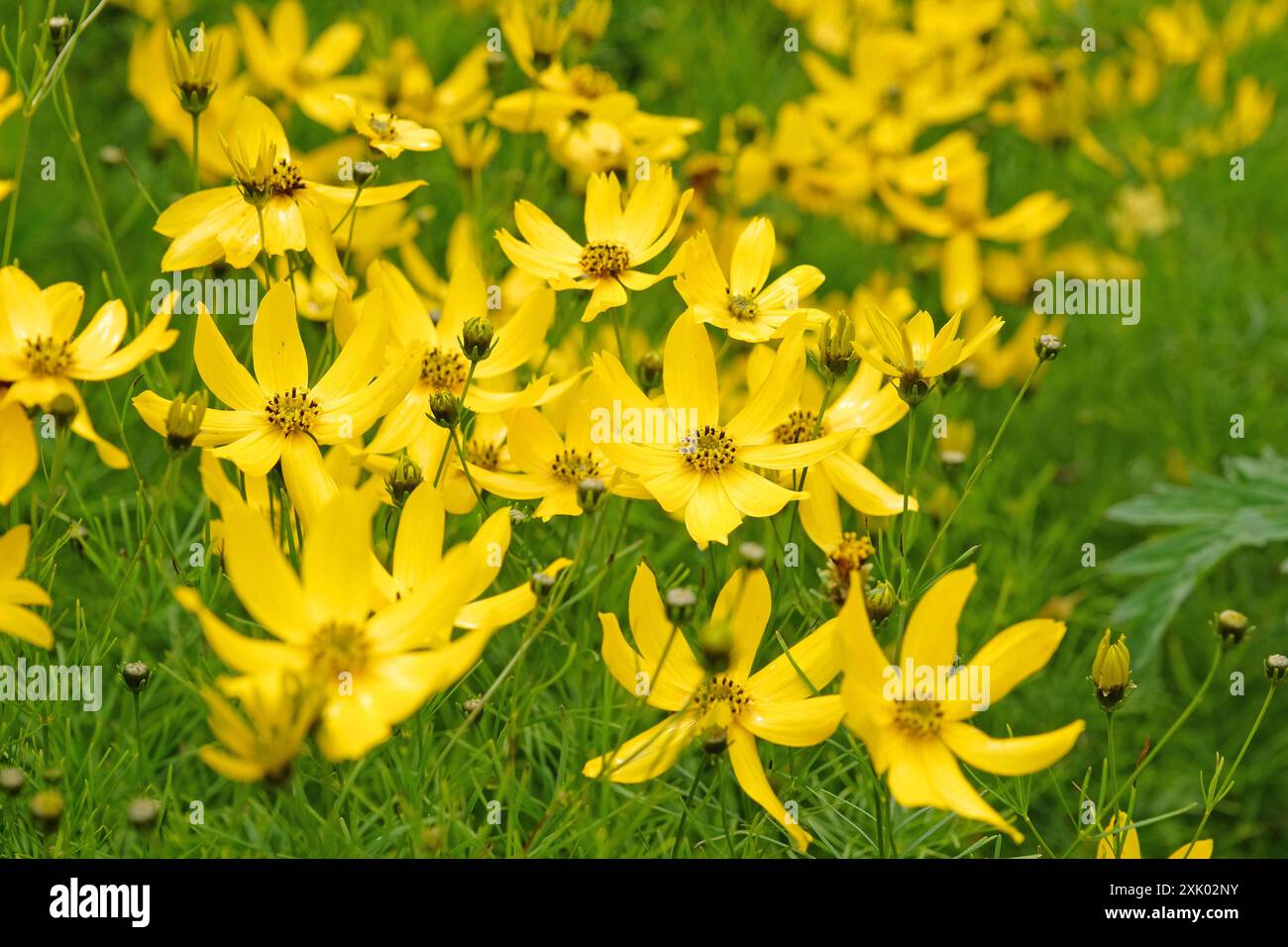 Bright yellow Coreopsis verticillata ‘Zagreb’, also known as whorled ...