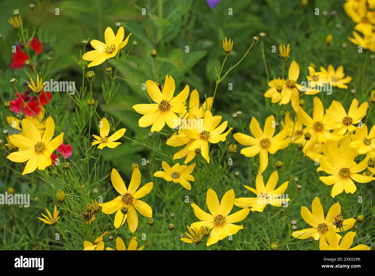 Bright yellow Coreopsis verticillata ‘Zagreb’, also known as whorled ...