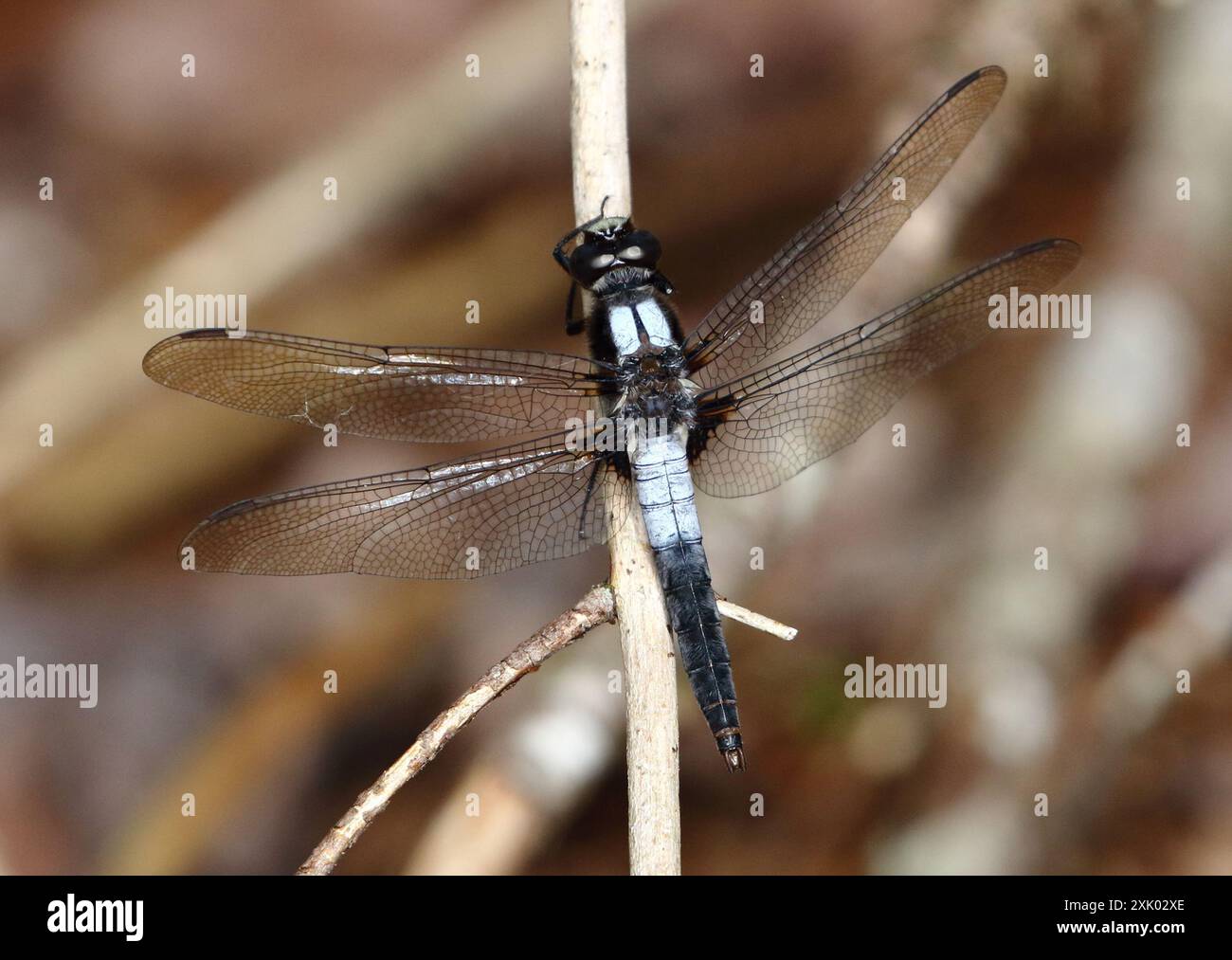 Chalk-fronted Corporal (Ladona julia) Insecta Stock Photo - Alamy