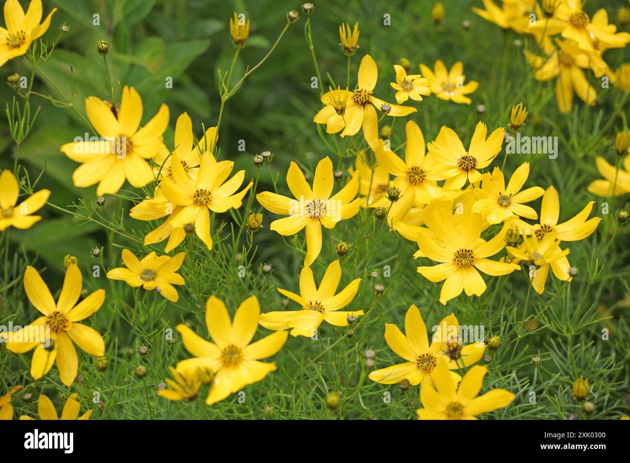 Bright yellow Coreopsis verticillata ‘Zagreb’, also known as whorled ...