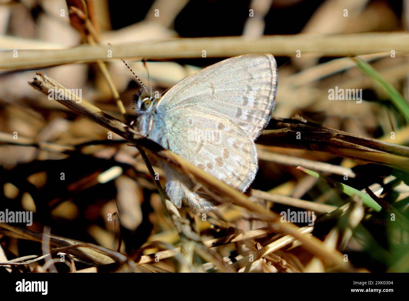 Common Grass-blue (Zizina otis labradus) Insecta Stock Photo - Alamy