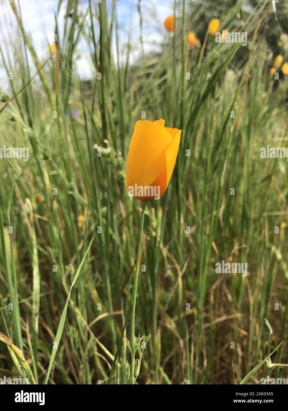 Tufted Poppy (Eschscholzia caespitosa) Plantae Stock Photo - Alamy