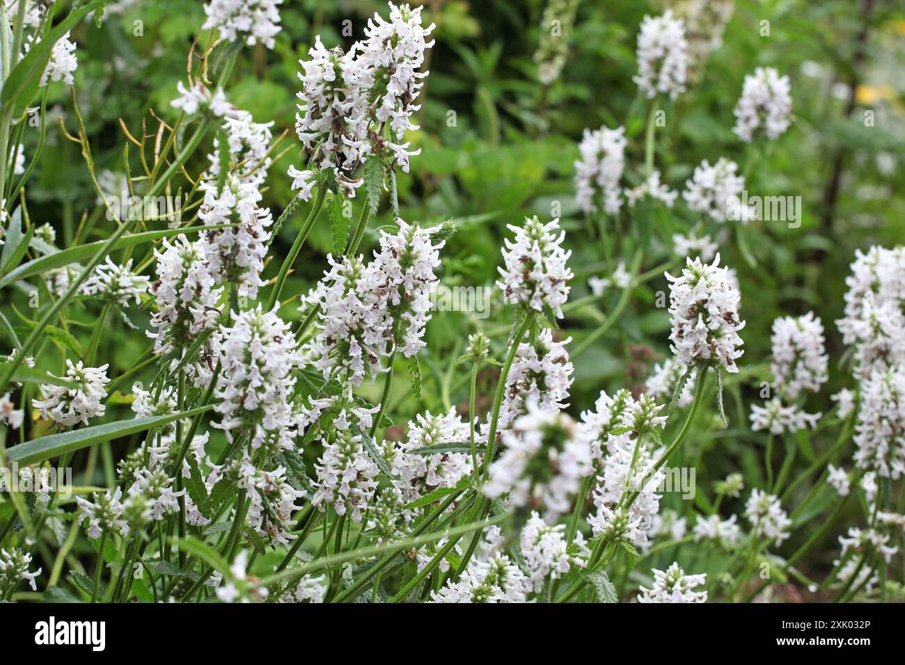 Stachys officinalis, betony, ‘white lightening’ in flower Stock Photo ...