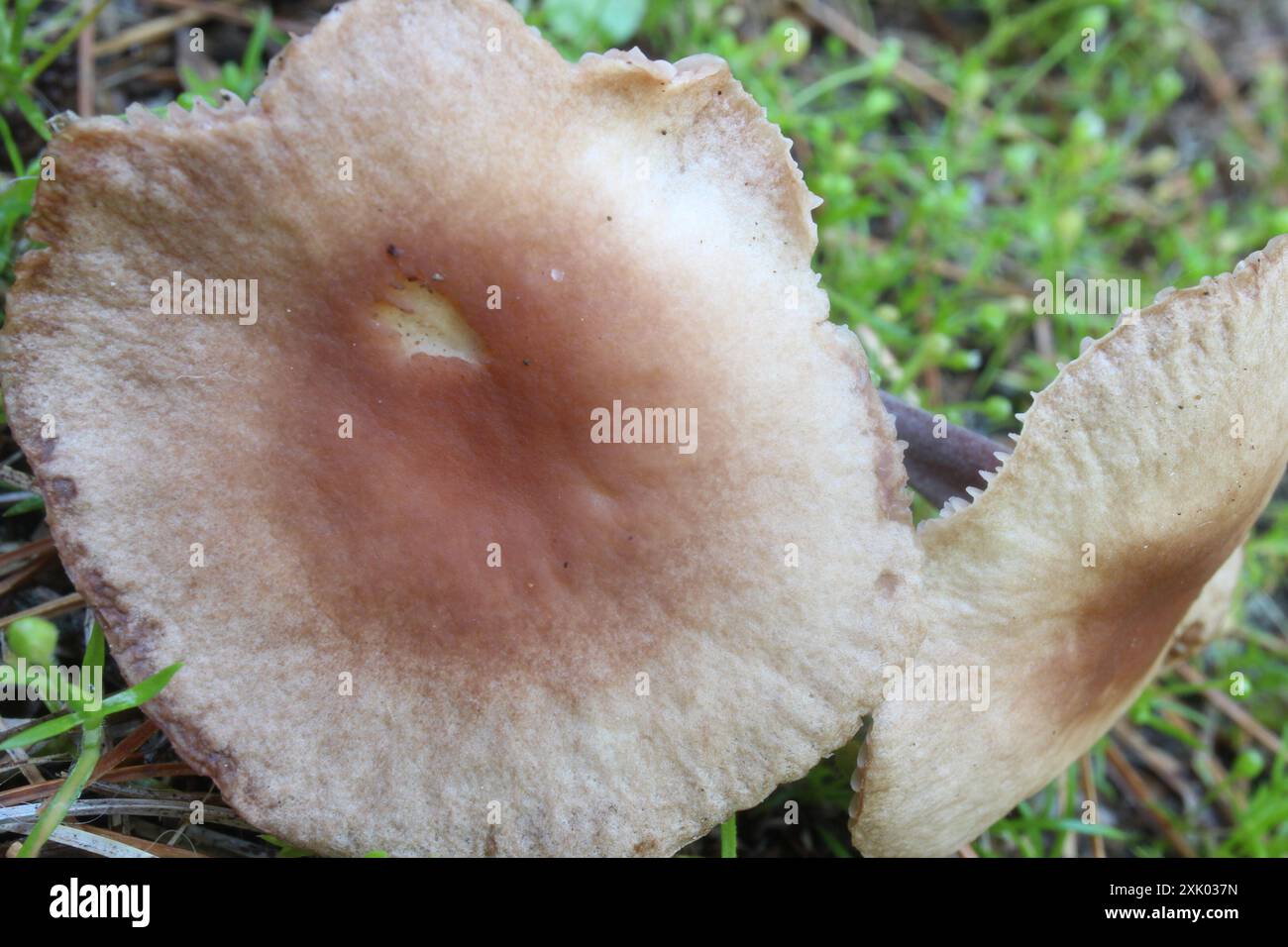 Omphalotaceae hi-res stock photography and images - Alamy