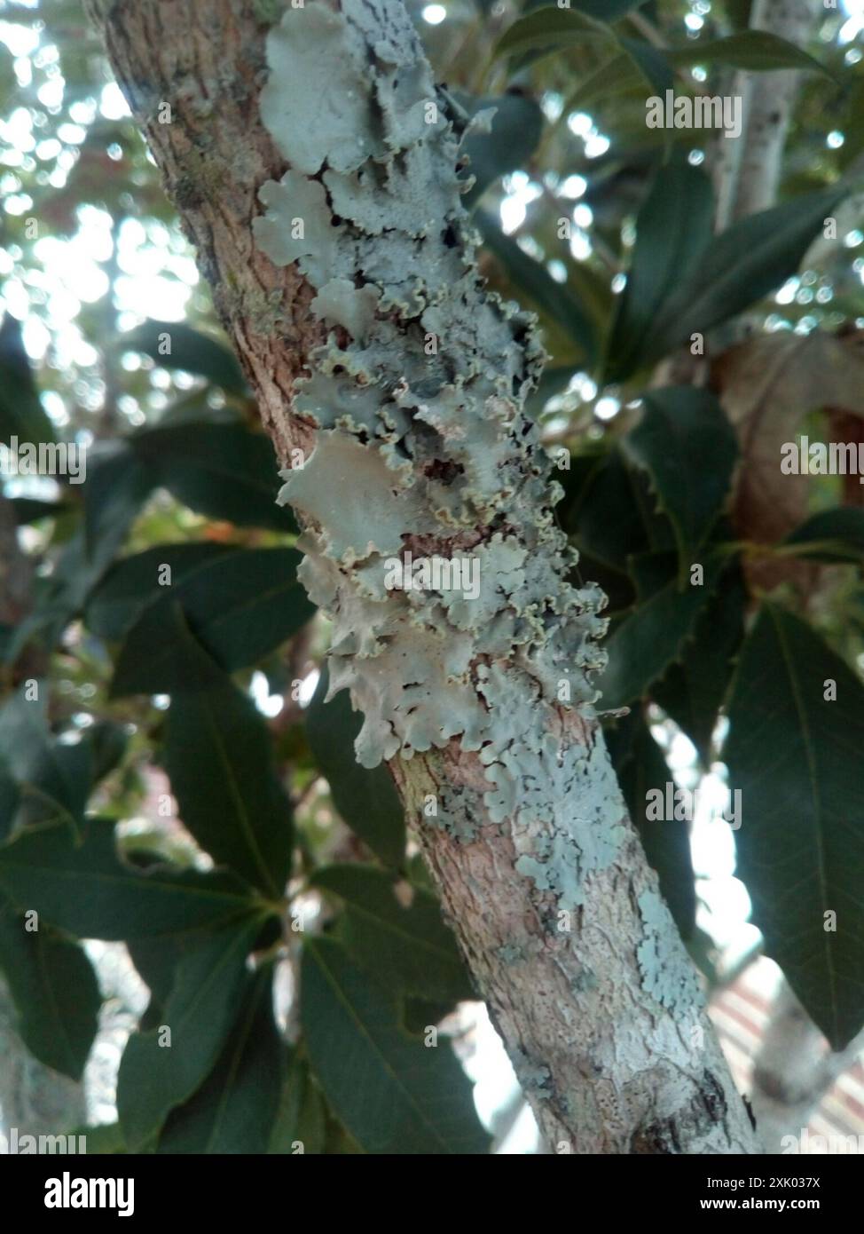 Ruffle Lichens (Parmotrema) Fungi Stock Photo - Alamy