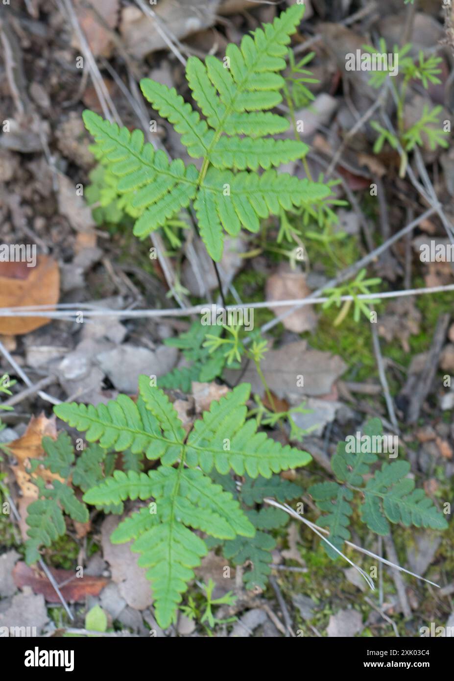 goldback fern (Pentagramma triangularis) Plantae Stock Photo - Alamy