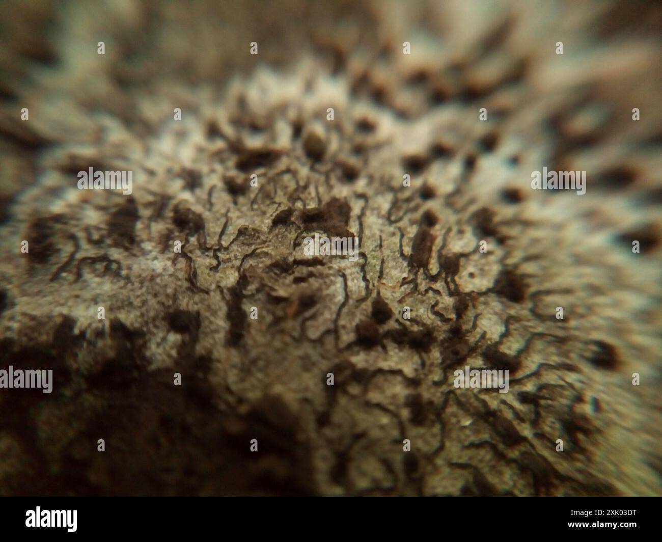 Ascomycete Fungi (Ascomycota) Fungi Stock Photo - Alamy