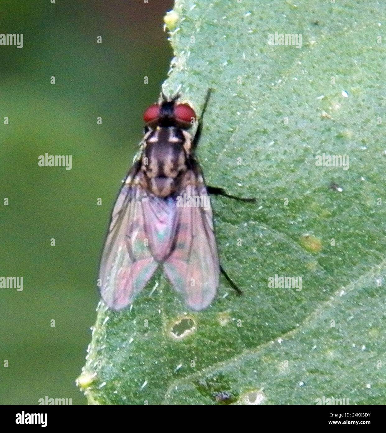 Muscoid Flies (Muscoidea) Insecta Stock Photo - Alamy