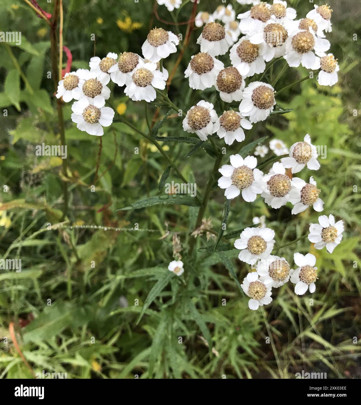 Sneezewort (Achillea ptarmica) Plantae Stock Photo - Alamy