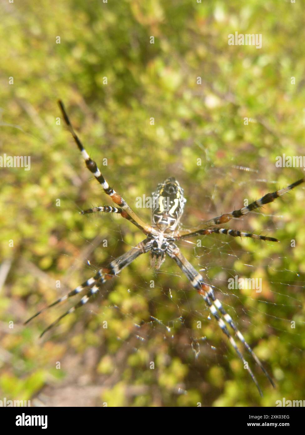 Florida Garden Spider (Argiope florida) Arachnida Stock Photo - Alamy