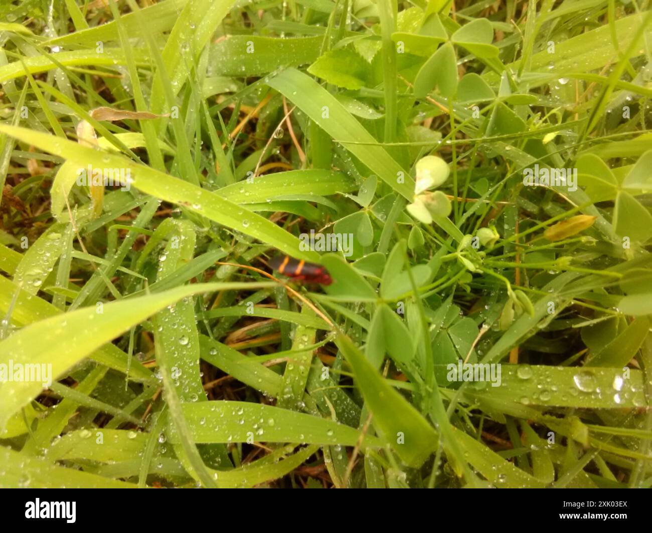 Two-lined Spittlebug (Prosapia bicincta) Insecta Stock Photo - Alamy