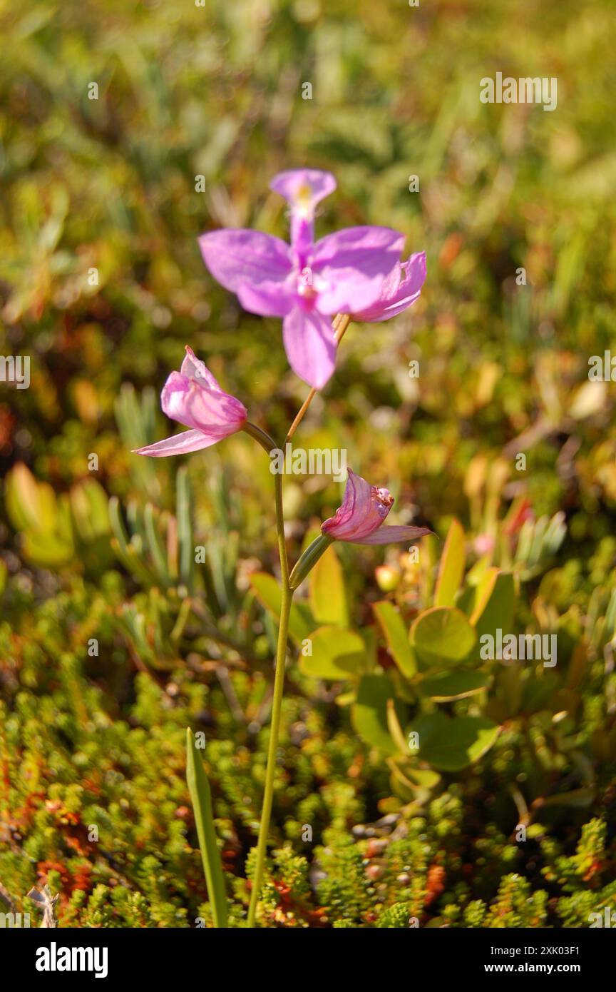 Tuberous Grasspink (Calopogon tuberosus) Plantae Stock Photo - Alamy