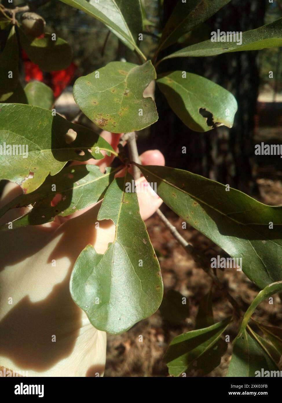 water oak (Quercus nigra) Plantae Stock Photo - Alamy