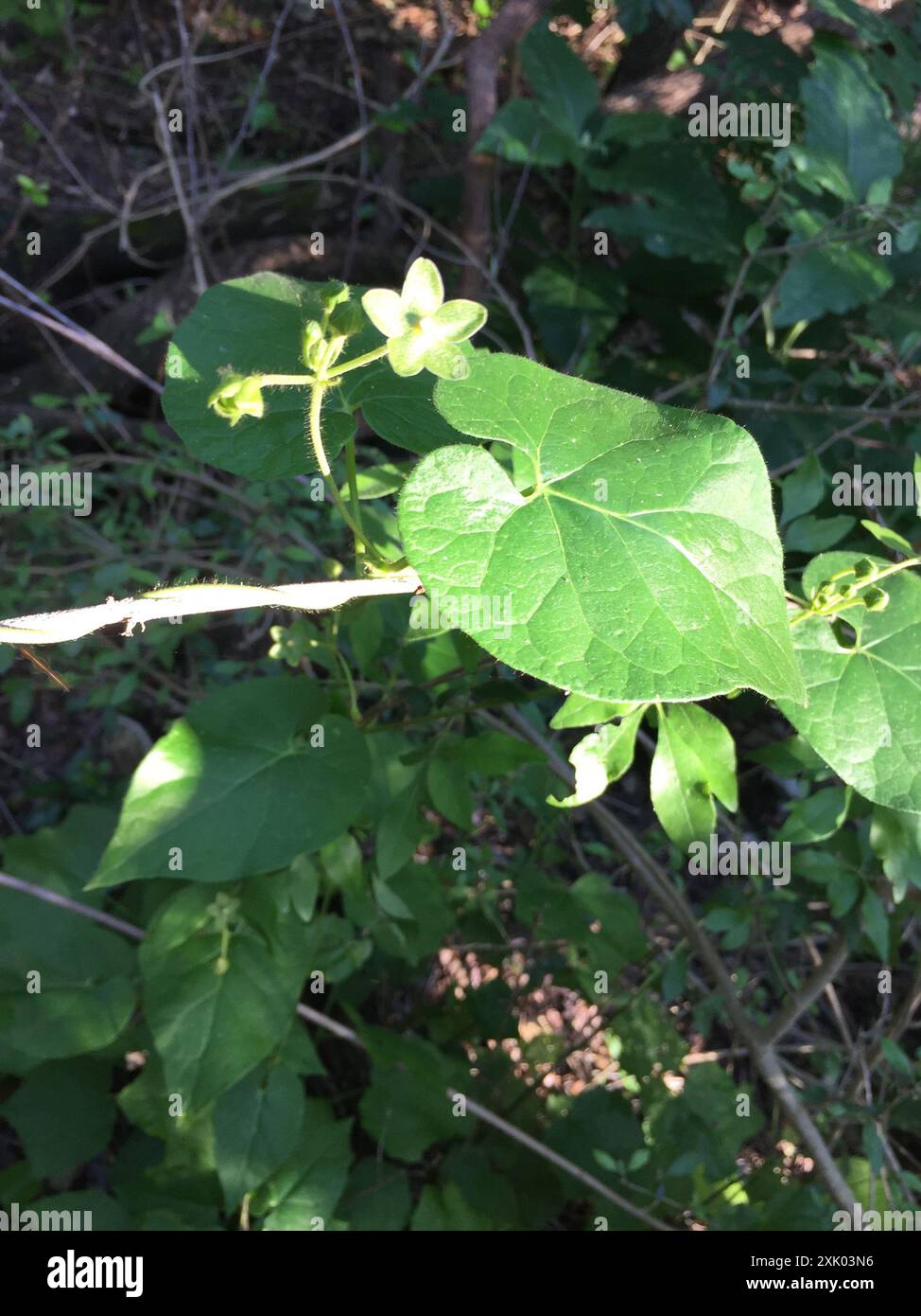 Pearl Milkweed (Matelea reticulata) Plantae Stock Photo - Alamy