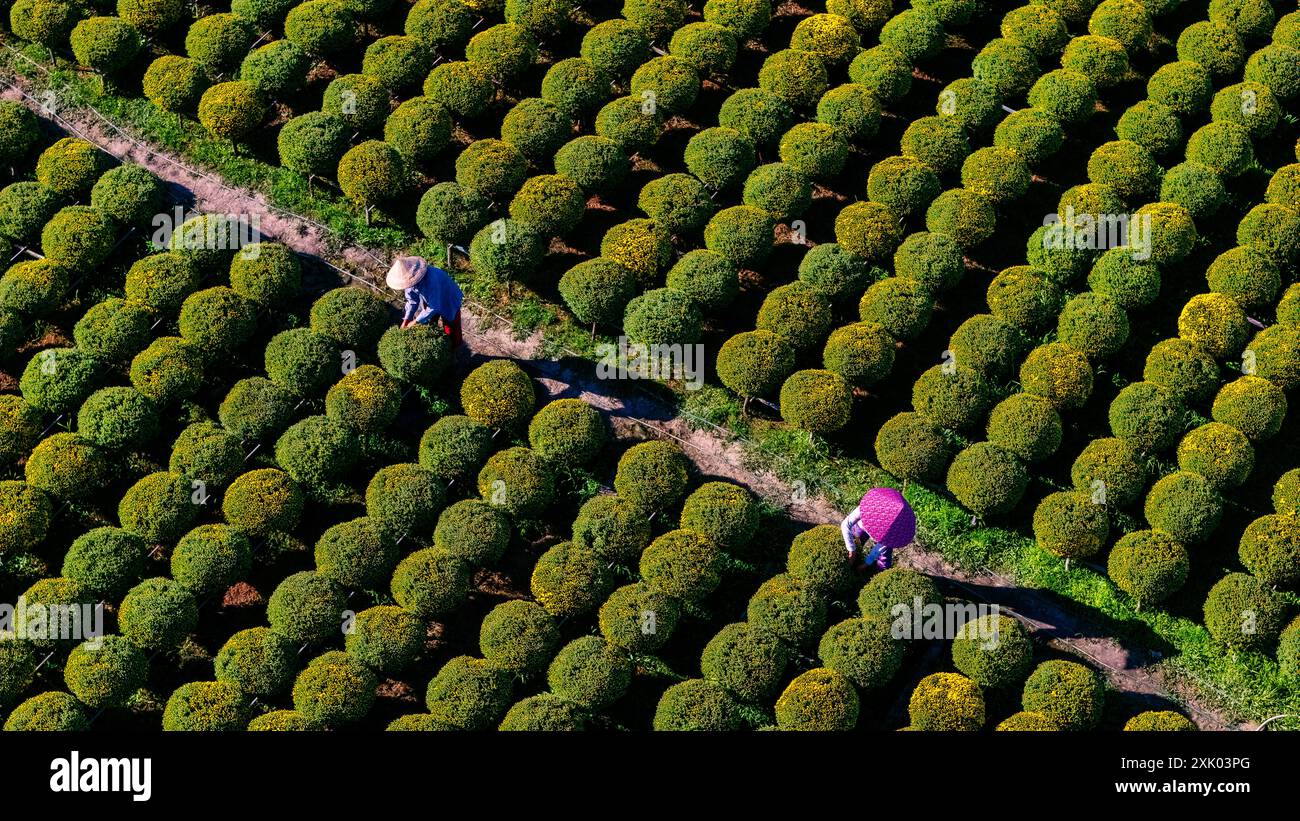 Aerial view of Cho Lach flower garden in Ben Tre, Vietnam. It's famous ...