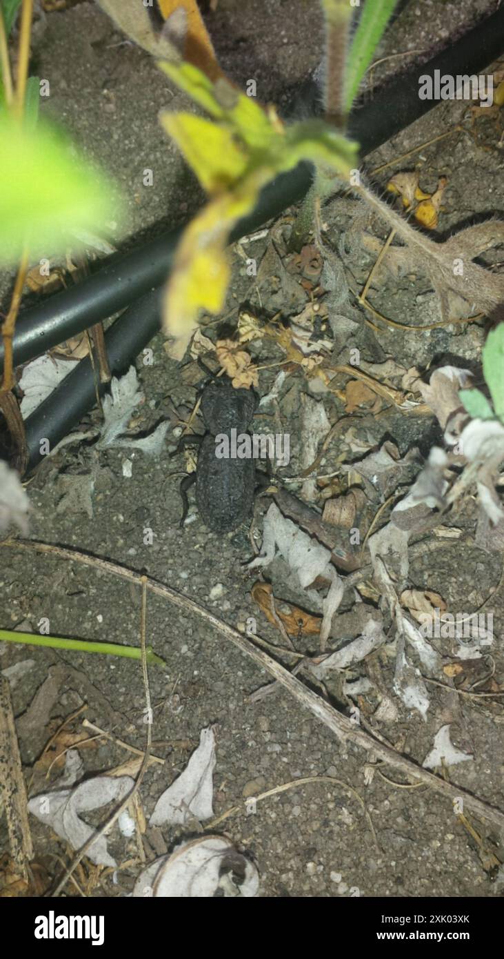 Diabolical Ironclad Beetle (Phloeodes diabolicus) Insecta Stock Photo ...