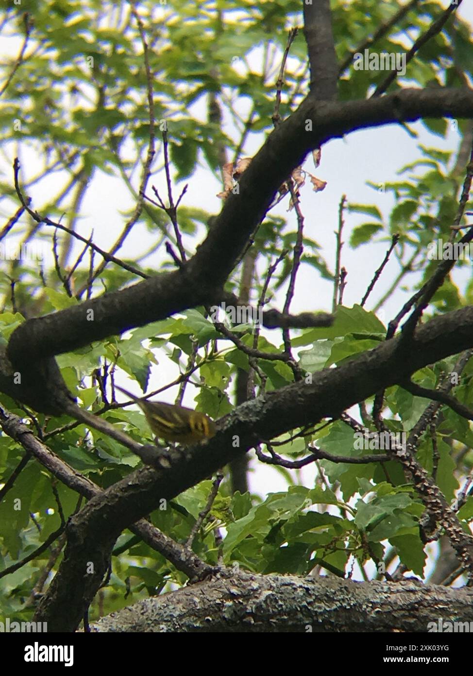 Prairie Warbler (Setophaga discolor) Aves Stock Photo - Alamy