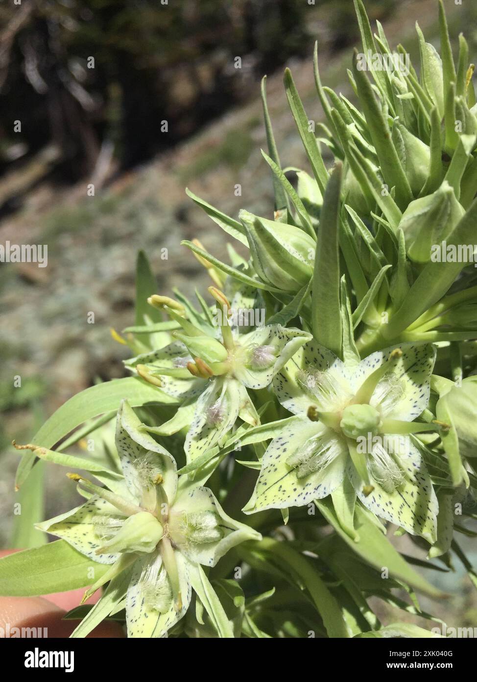 monument plant (Frasera speciosa) Plantae Stock Photo - Alamy