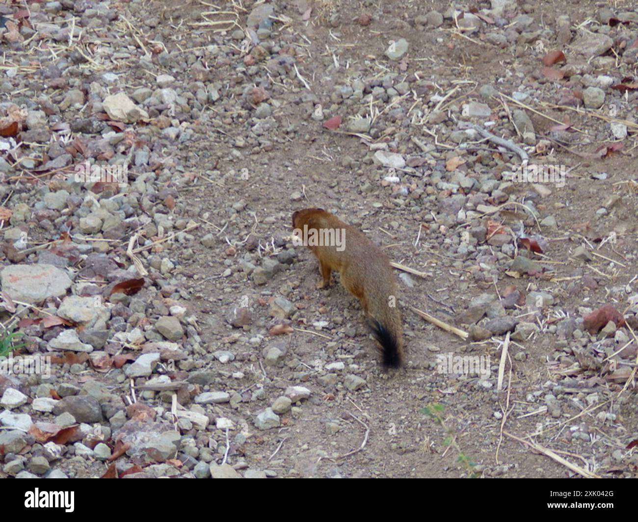 Common Slender Mongoose (Herpestes sanguineus) Mammalia Stock Photo - Alamy