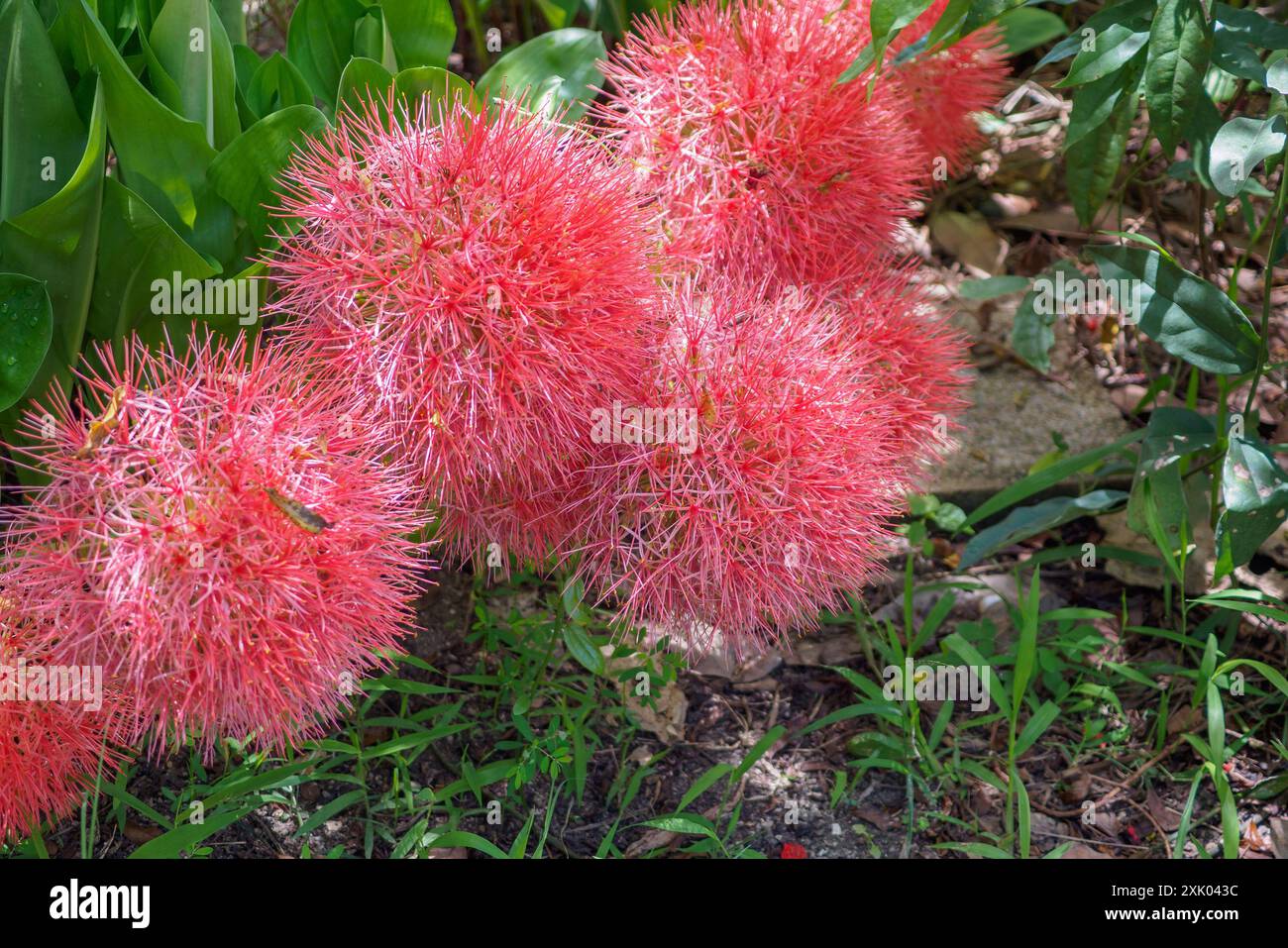 Haemanthus multiflorus blood lily flower Stock Photo - Alamy