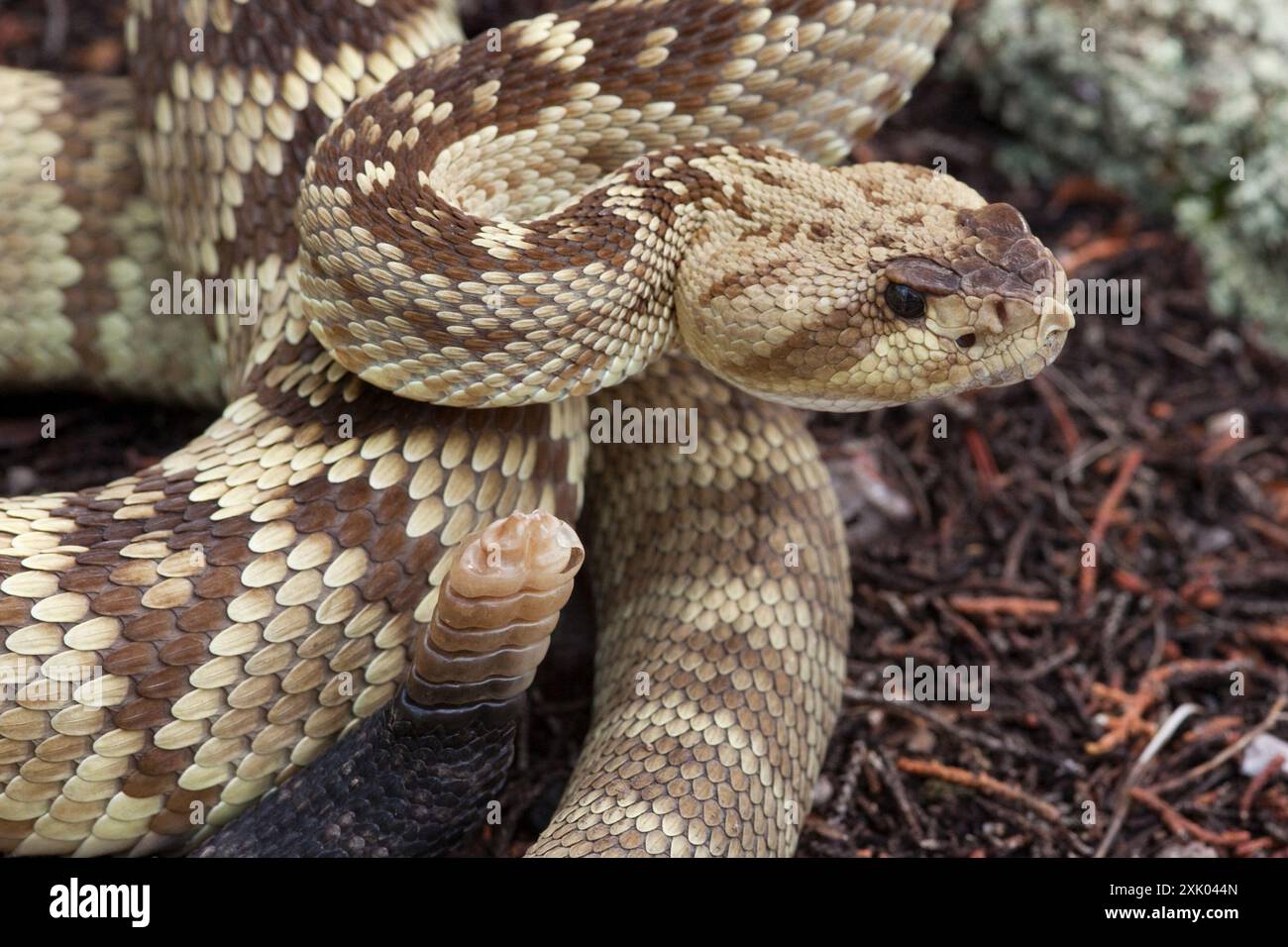Western Black-tailed Rattlesnake (Crotalus molossus) Reptilia Stock ...