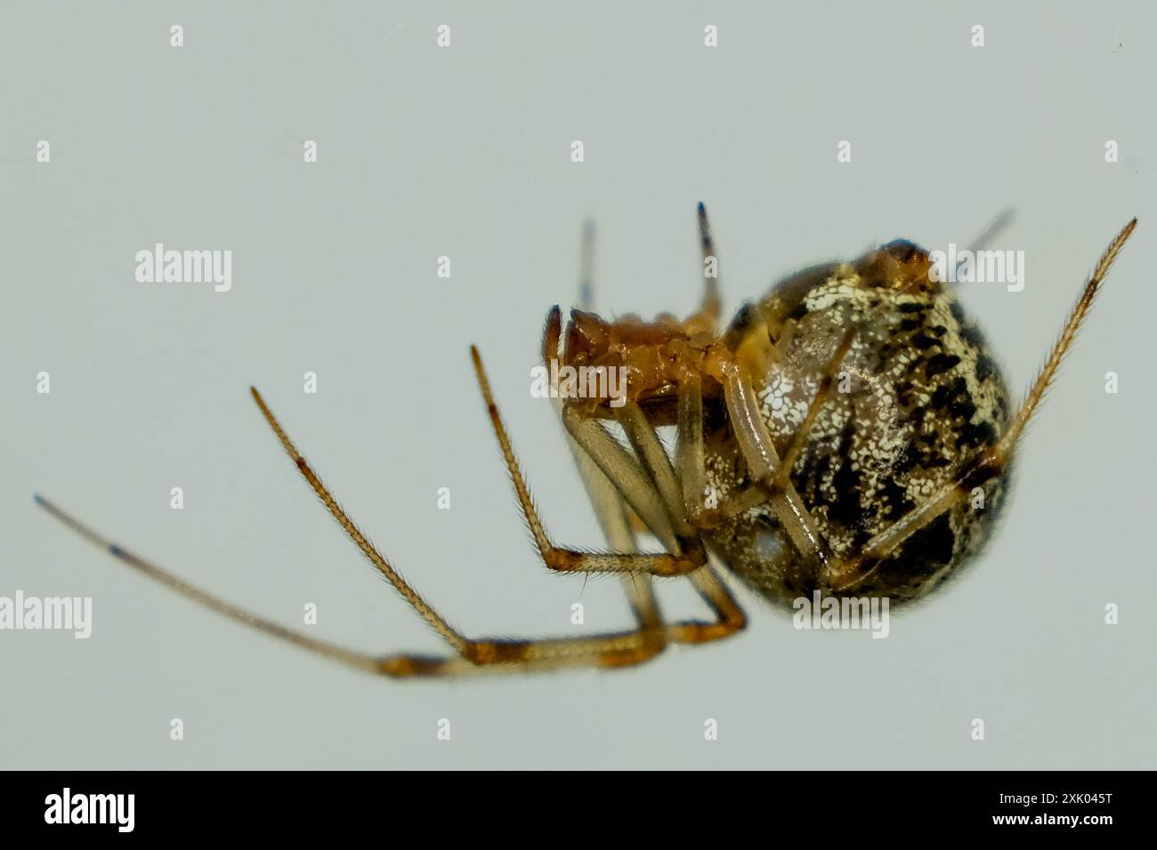 Common House Spider (Parasteatoda tepidariorum) Arachnida Stock Photo ...