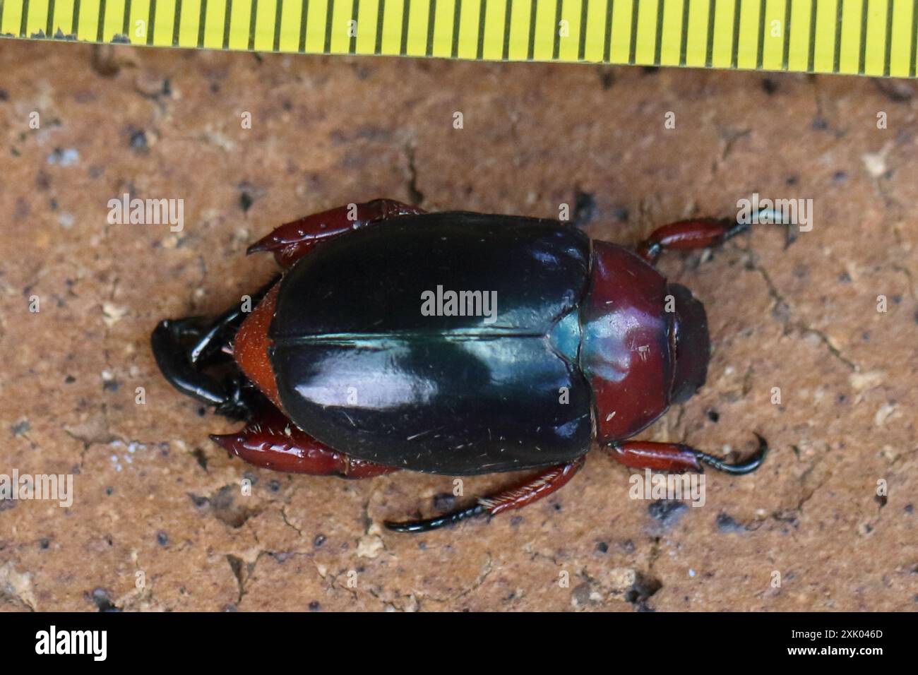Black Nail Beetle (Repsimus manicatus) Insecta Stock Photo - Alamy