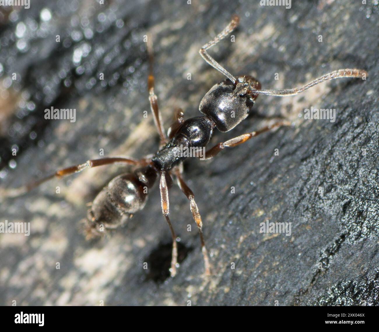 Asian needle ant hi-res stock photography and images - Alamy