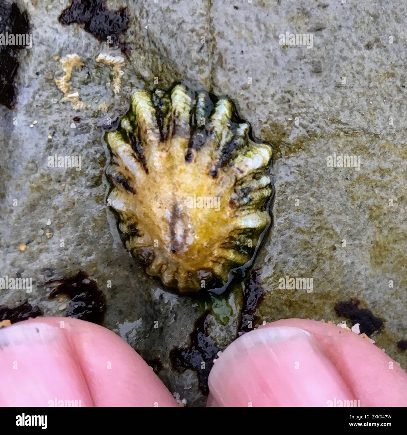 Rough Limpet (Lottia scabra) Mollusca Stock Photo - Alamy