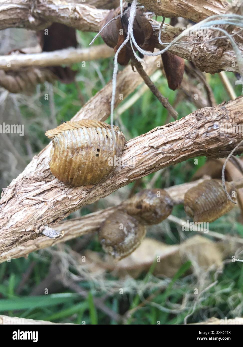 Giant Asian Mantis (Hierodula patellifera) Insecta Stock Photo - Alamy