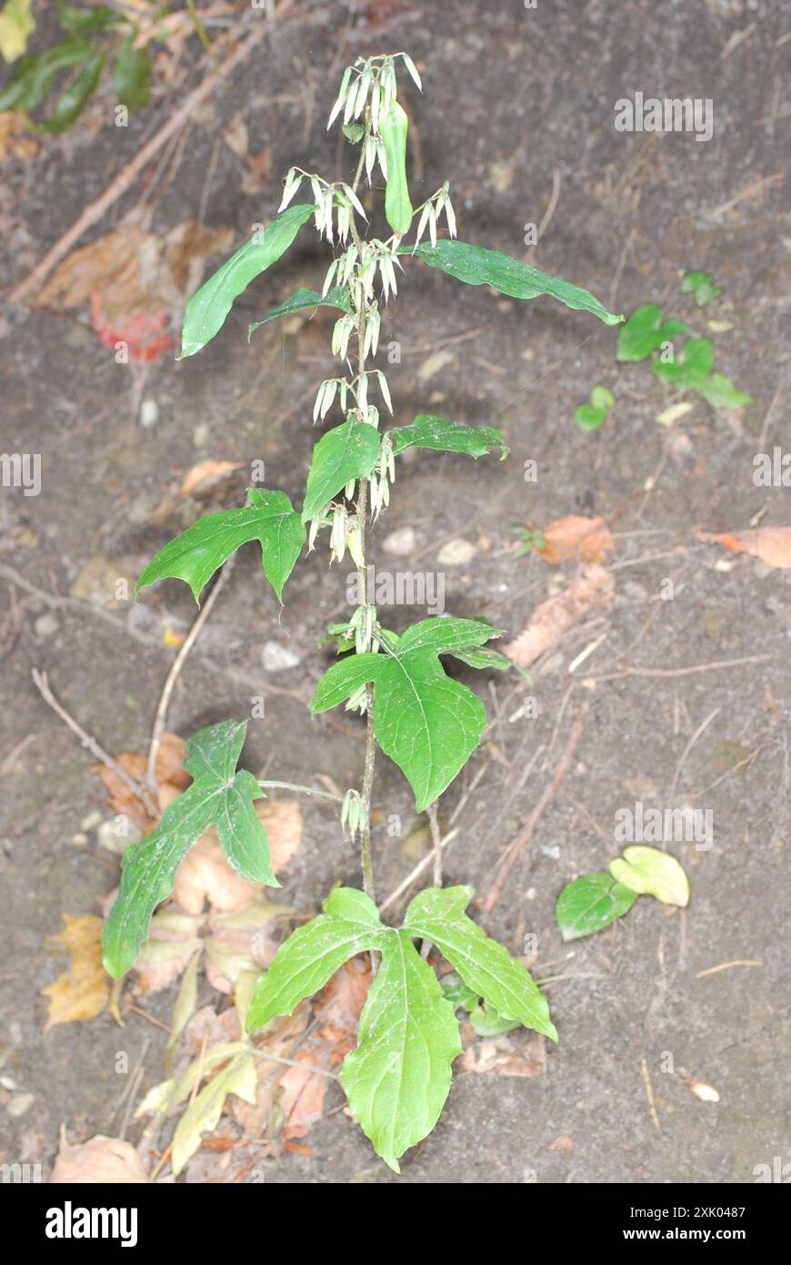 tall rattlesnake root (Nabalus altissimus) Plantae Stock Photo - Alamy