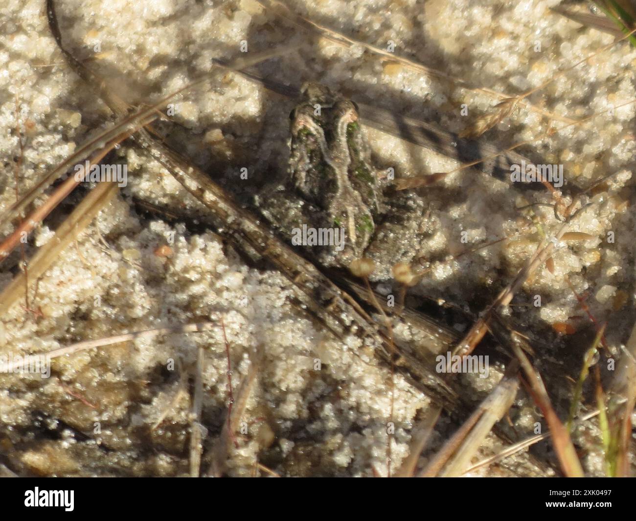 Southern Cricket Frog (Acris gryllus) Amphibia Stock Photo - Alamy