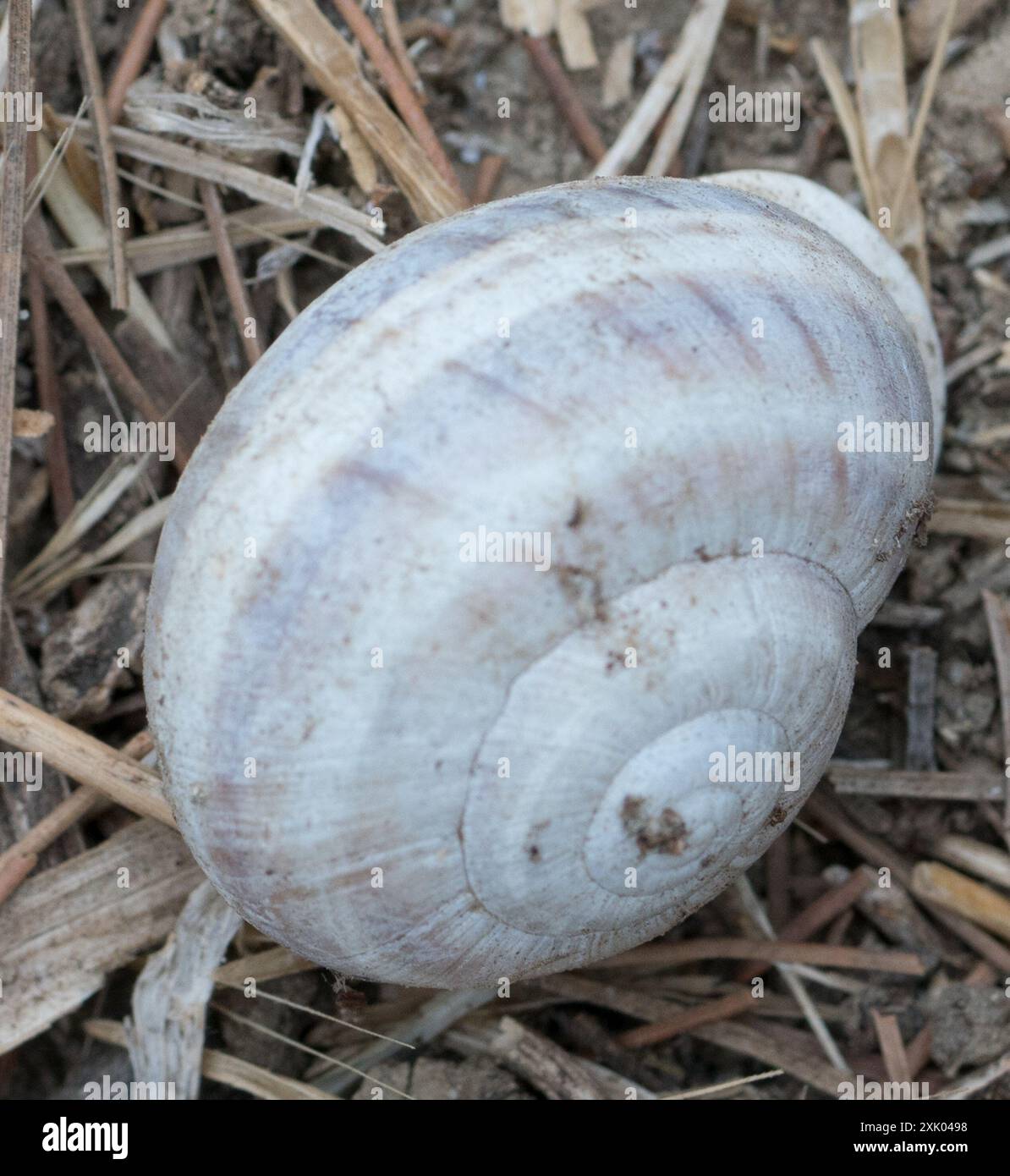 Milk Snail (Otala lactea) Mollusca Stock Photo - Alamy
