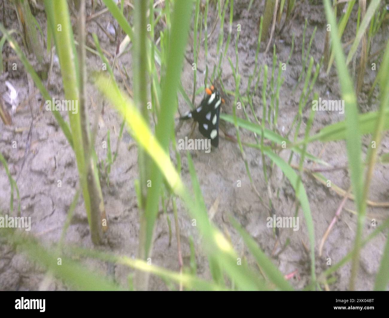 Eight-spotted Forester Moth (Alypia octomaculata) Insecta Stock Photo ...