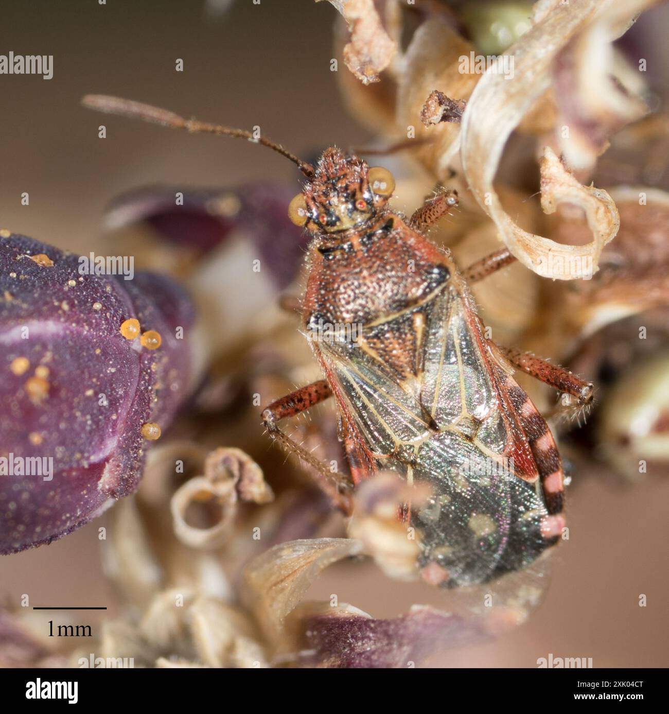 Scentless Plant Bugs (Rhopalidae) Insecta Stock Photo - Alamy