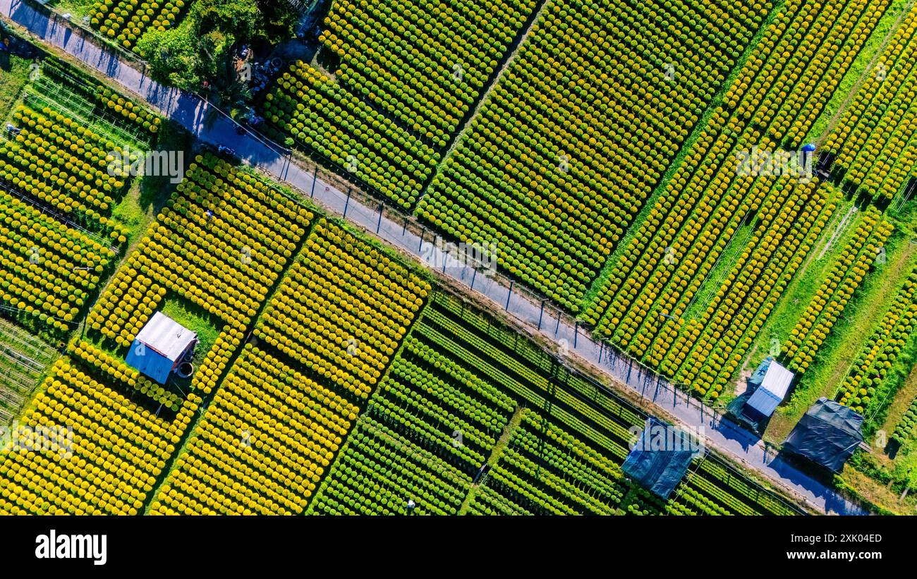 Aerial view of Cho Lach flower garden in Ben Tre, Vietnam. It's famous ...