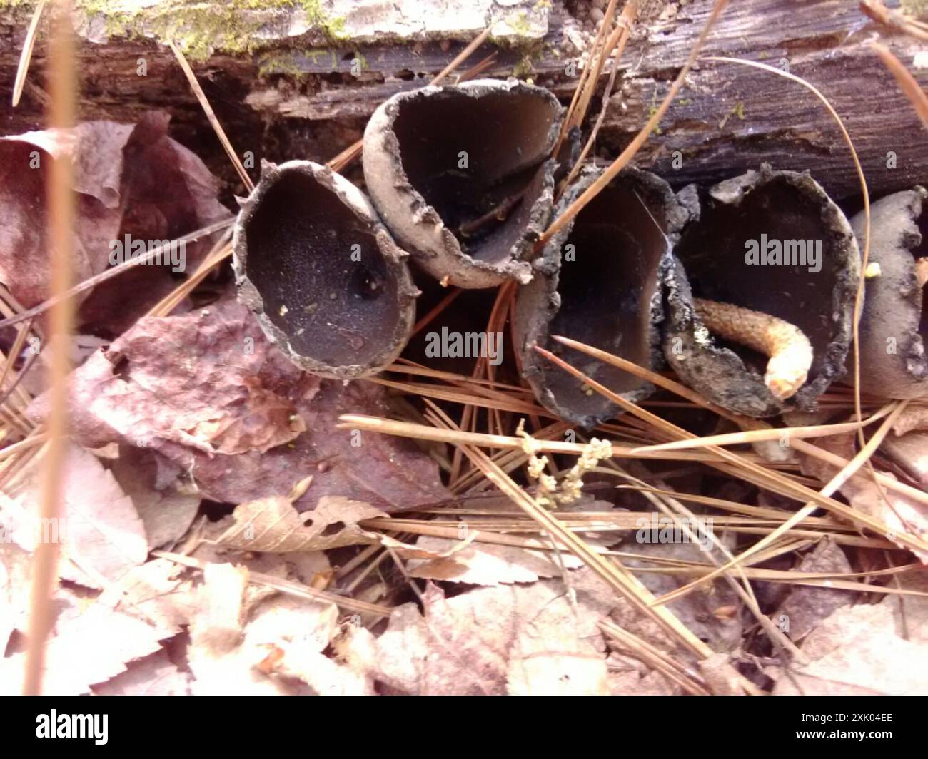 devil's urn (Urnula craterium) Fungi Stock Photo - Alamy