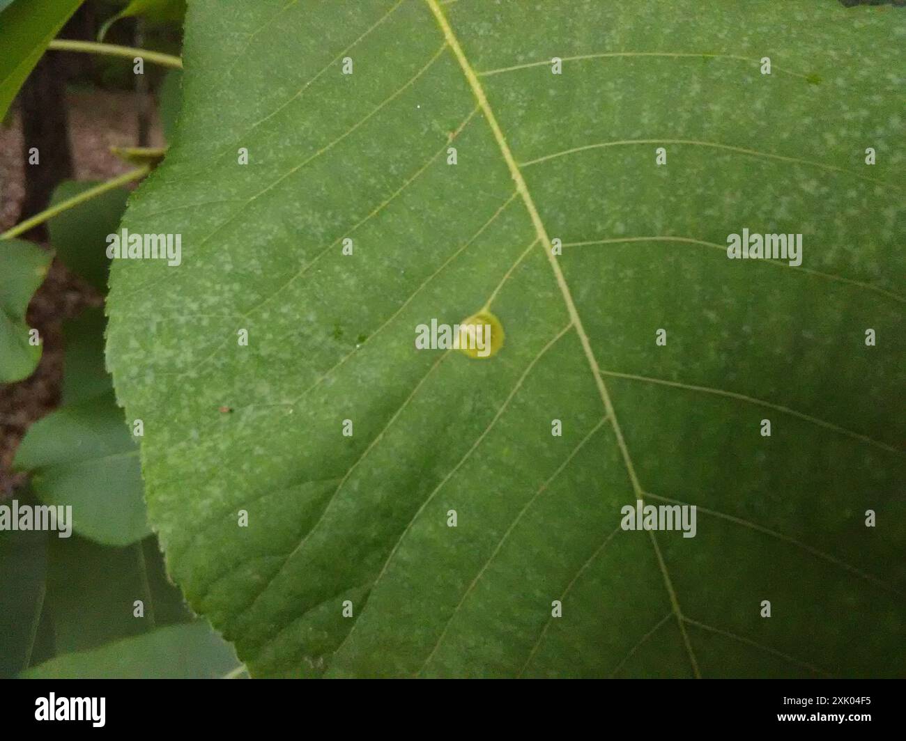 Phylloxeras (Phylloxera) Insecta Stock Photo - Alamy